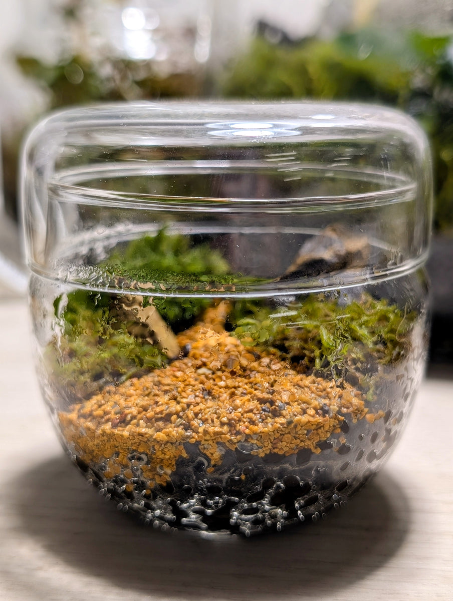 Zen Mossarium w/Mizu Mori – The Plant Store