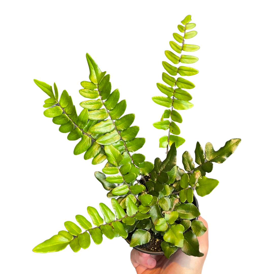 Sickle Fern – The Plant Store