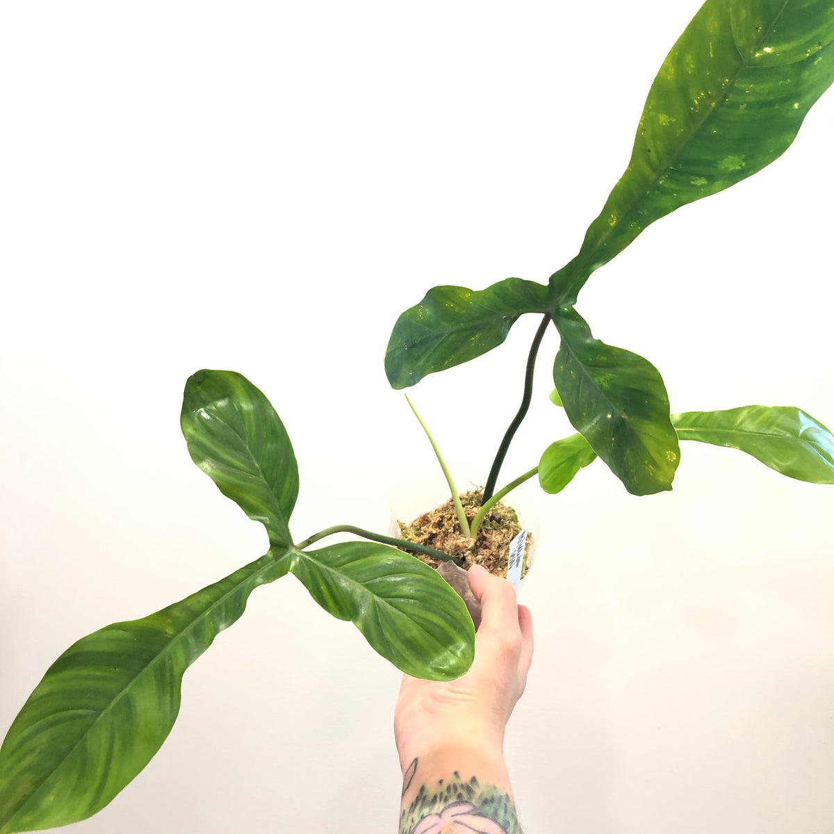Philodendron 69686 – The Plant Store